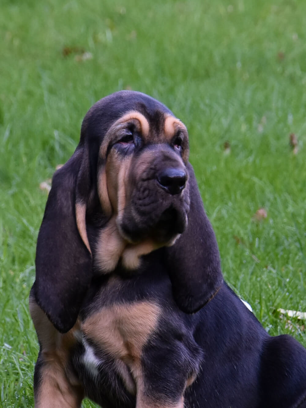 Puppies Bloodhound Dearg 10 Common Bloodhound Health Issues: Our Vet